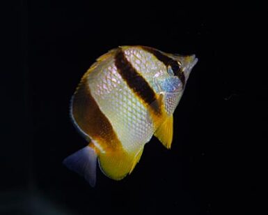 Double dash butterflyfish, Chaetodon marleyi arrives at Crownfish ...