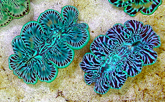 Quality Marine bringing Cook Island aquacultured clams back to the U.S ...