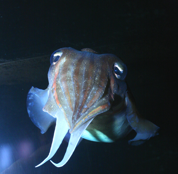 How do you camouflage yourself but stand out with your friends? Ask a ...