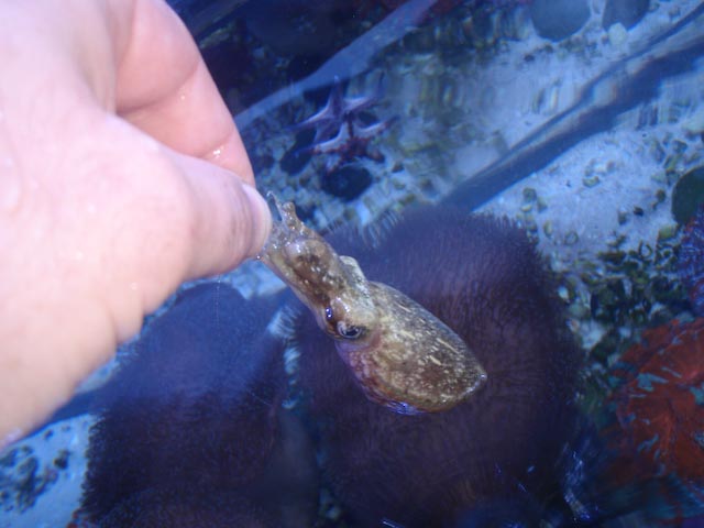 Steinhart Aquarium the first to successfully breed dwarf cuttlefish ...