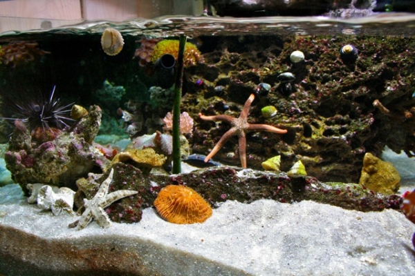 Aquascaping “Outside The Box” The Volcano-scape of Kyle Verry | Reef ...