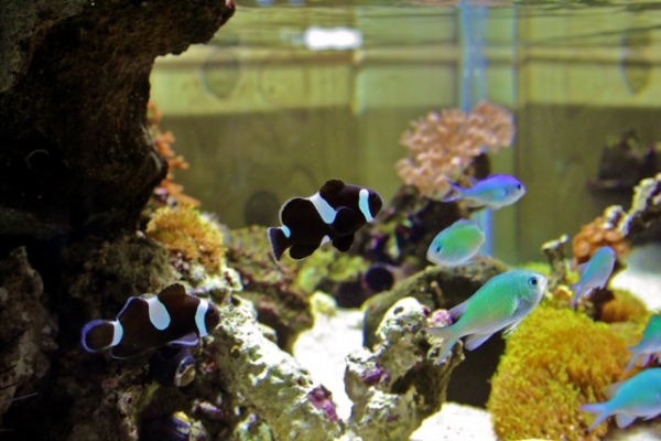 Aquascaping “Outside The Box” The Volcano-scape of Kyle Verry | Reef ...