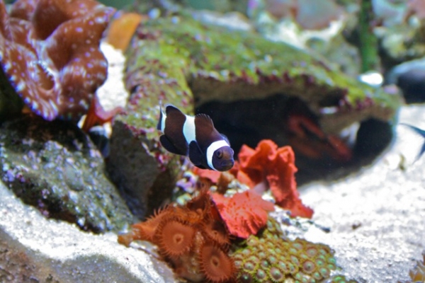 Aquascaping “Outside The Box” The Volcano-scape of Kyle Verry | Reef ...