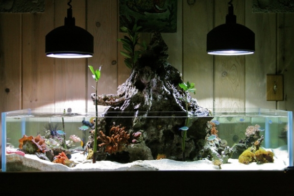 Aquascaping “Outside The Box” The Volcano-scape of Kyle Verry | Reef ...