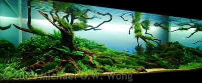 AGA aquascaping contest delivers stunning freshwater views | Reef ...