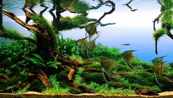 AGA aquascaping contest delivers stunning freshwater views | Reef ...