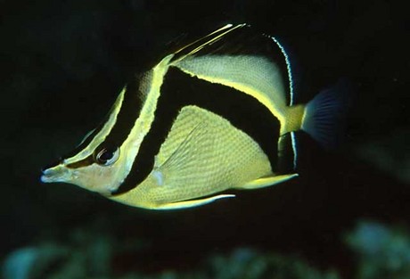 Prognathodes carlhubbsi: will the real scythe butterflyfish please swim ...