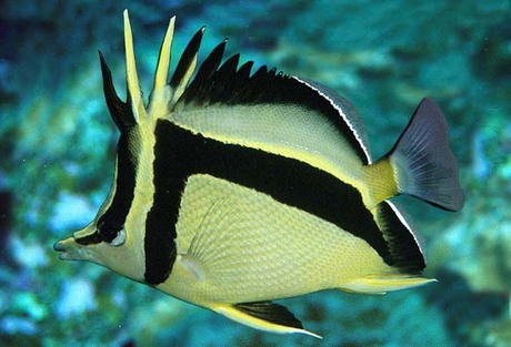 Prognathodes carlhubbsi: will the real scythe butterflyfish please swim ...