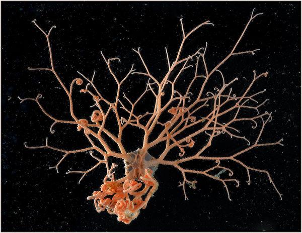 Giant invertebrates are the masters of Antarctica’s marine environments ...