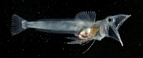 Giant invertebrates are the masters of Antarctica’s marine environments ...