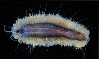 Giant invertebrates are the masters of Antarctica’s marine environments ...