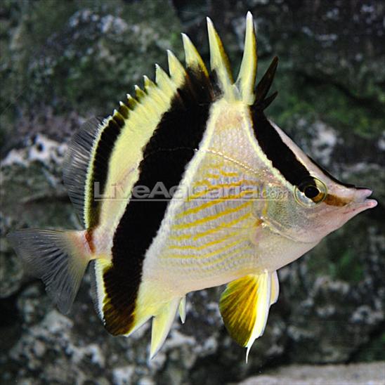 French Butterflyfish, Prognathodes guyanensis available for the first ...