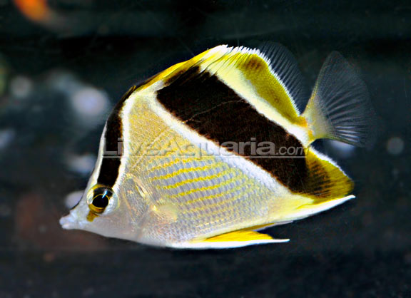 French Butterflyfish, Prognathodes guyanensis available for the first ...