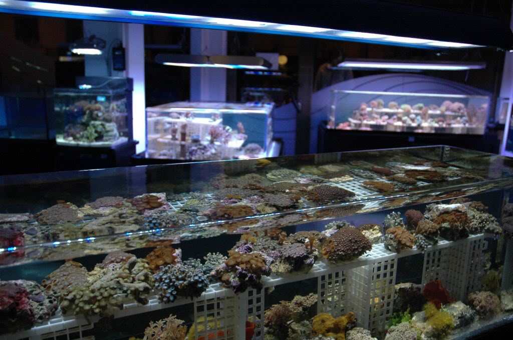 New Fish Store in Madrid Spain to use Zero Edge Display tanks | Reef ...