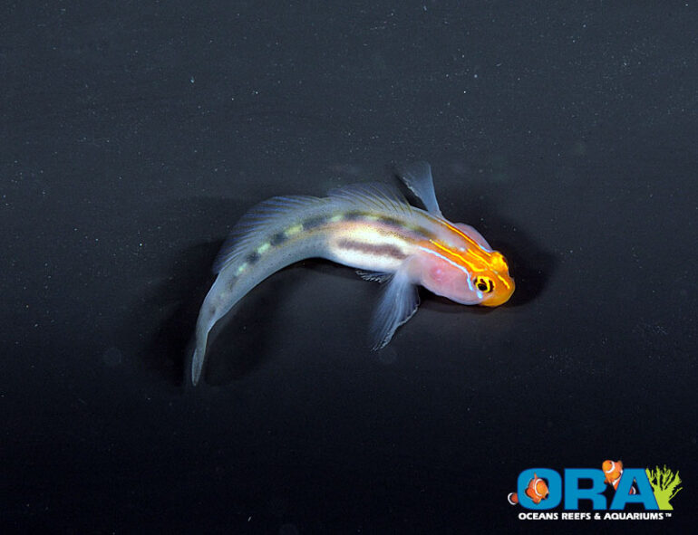Red Headed Goby, Gobiosoma puncticulatus now available from ORA | Reef ...