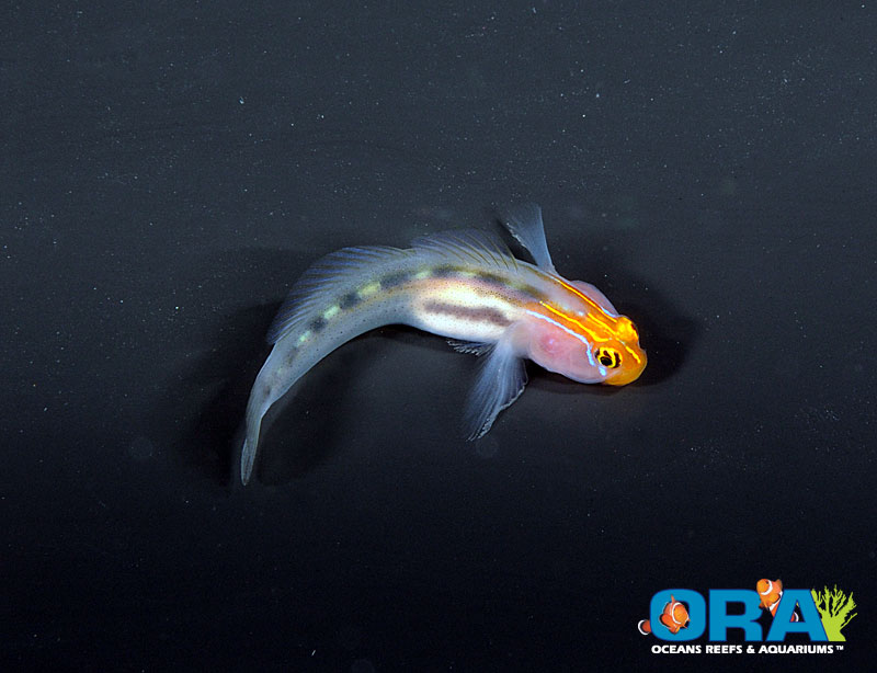 Red Headed Goby, Gobiosoma puncticulatus now available from ORA | Reef ...