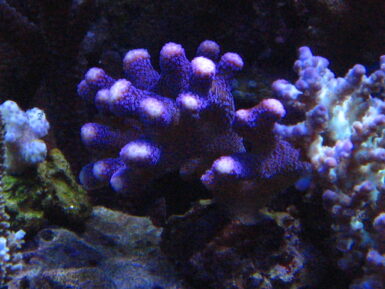 ORA Purple Stylo starting to be released in limited numbers | Reef ...