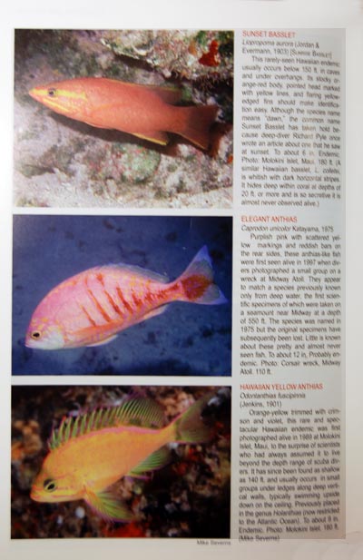 ‘Ultimate Guide to Hawaiian Reef Fishes’ goes above and beyond the ...