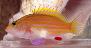 Tag: spanish flag | Reef Builders | The Reef and Saltwater Aquarium Blog