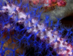 A Reefkeeper’s Guide to NPS Corals | Reef Builders | The Reef and ...