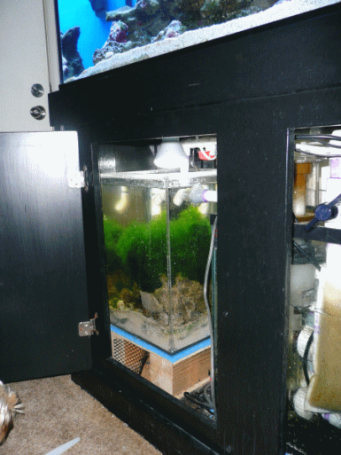 DIY acrylic refugium “cube,” making more with less | Reef Builders ...