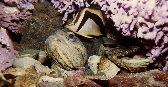 Historical images of Marine Fish living at the Steinhart Aquarium from ...
