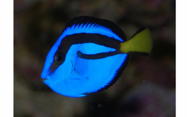 BIOTA Successfully Achieves Commercialization of Captive-Bred Pacific ...