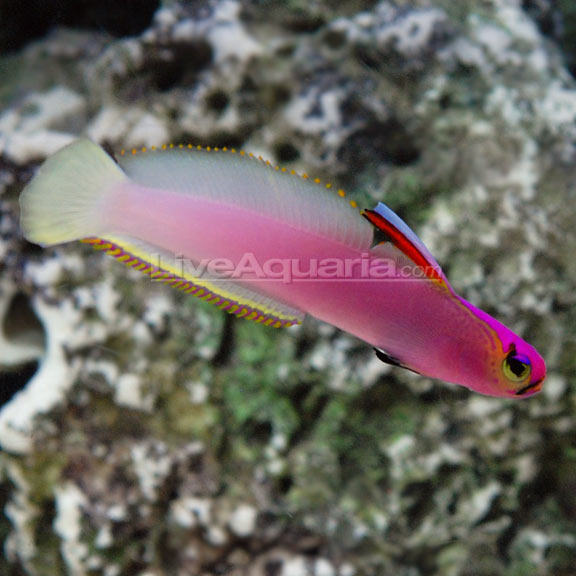 Cook Island Helfrich firefish shows up again in the Diver’s Den | Reef ...