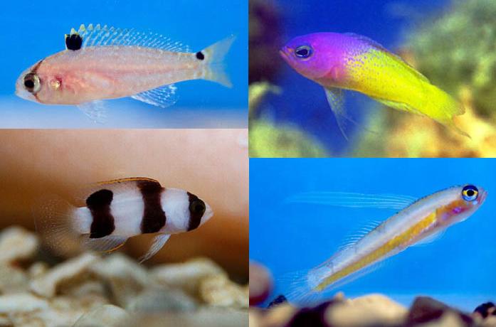 Spanish Flag and a whole biotope of Curacao deepwater reef fish making ...