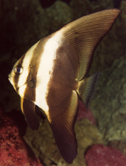 Historical images of Marine Fish living at the Steinhart Aquarium from ...