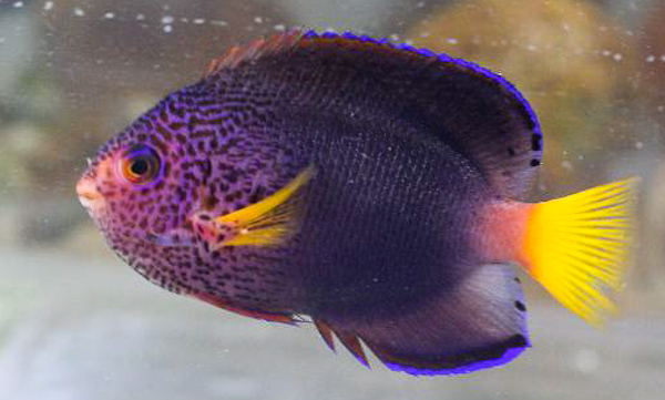 Centropyge debelius, one of the most elusive pygmy angelfish appears at ...
