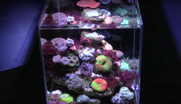 How to Set Up a Nano Reef Tank | Reef Builders | The Reef and Saltwater ...