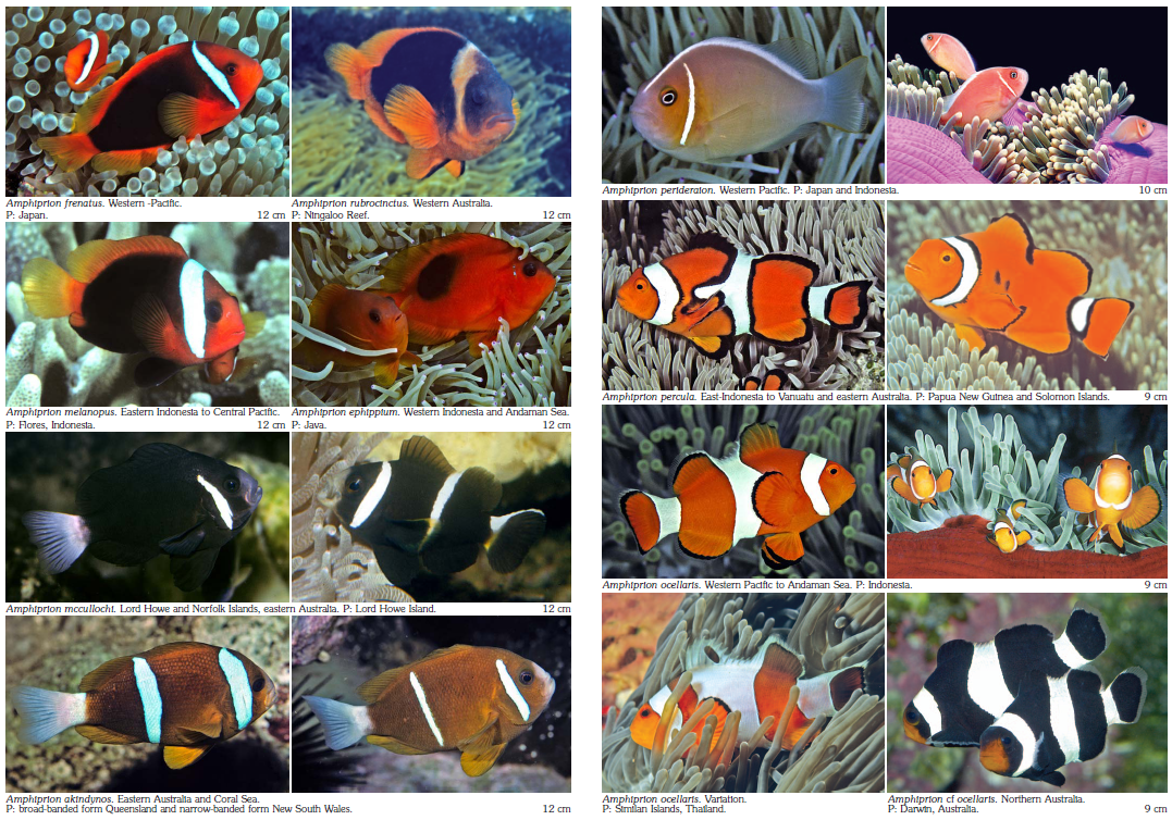 Giveaway: World Atlas of Marine Fishes, one book to rule them all ...