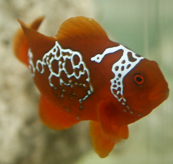 Lightning maroon clownfish from Blue Zoo Aquatics will be entrusted to ...