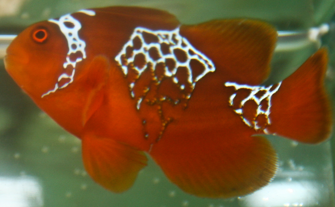 Lightning maroon clownfish from Blue Zoo Aquatics will be entrusted to ...