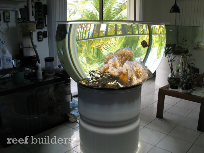 Think outside the box with 115 gallon reef bowls | Reef Builders | The ...