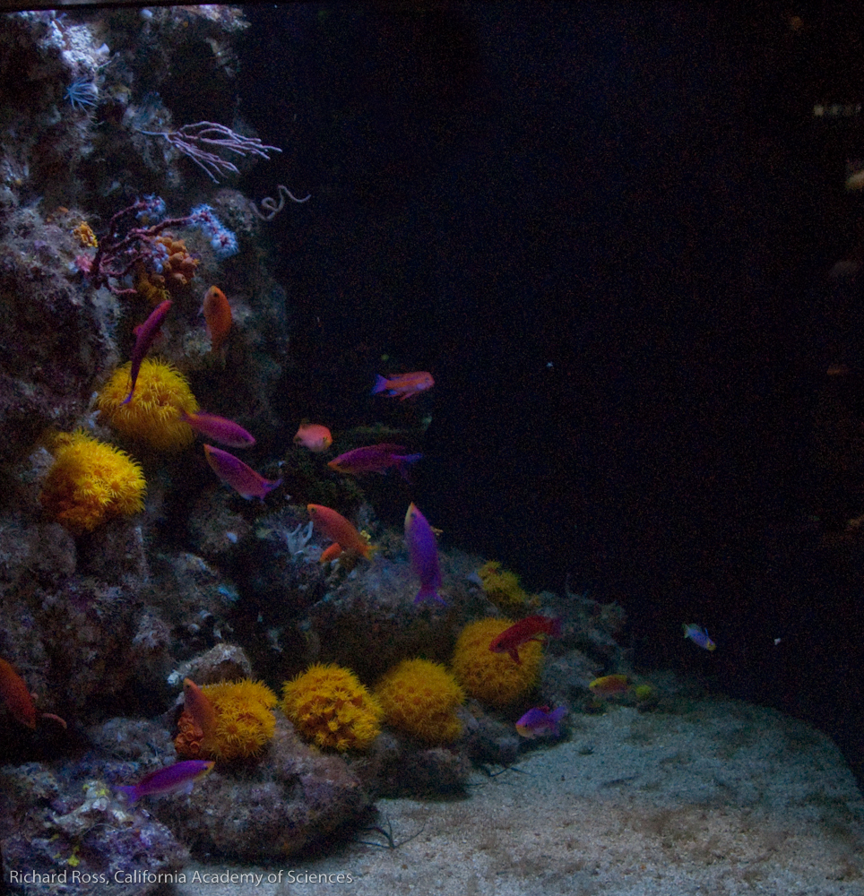 Reef Aquarium Rock Wall Aquascapes can be interesting | Reef Builders ...