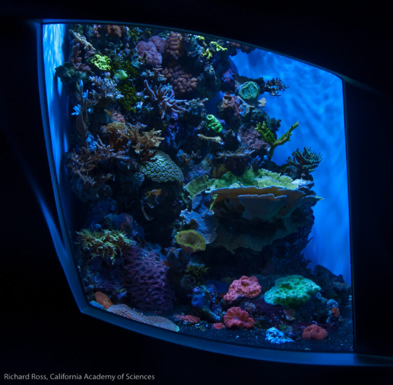 Reef Aquarium Rock Wall Aquascapes can be interesting | Reef Builders ...