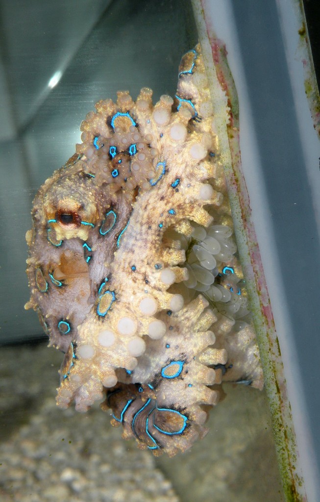 Blue Ringed octopus or Hapalochlaena lunulata with treasure trove of ...