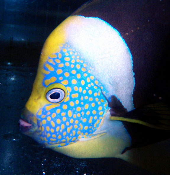 True personifer angelfish come to the US from West Australia | Reef ...