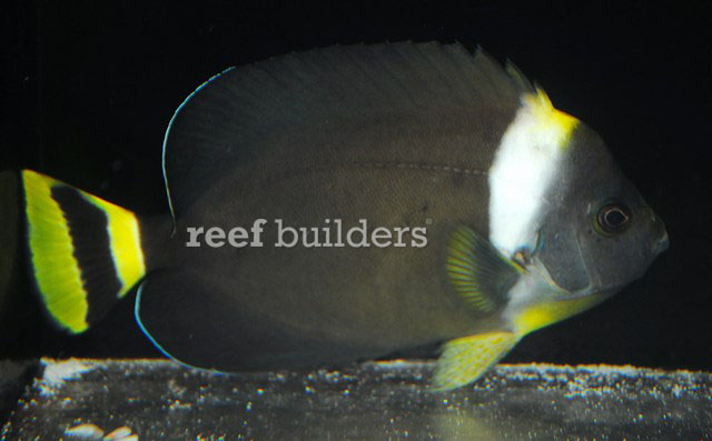True personifer angelfish come to the US from West Australia | Reef ...