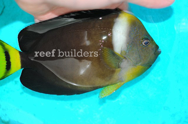 True personifer angelfish come to the US from West Australia | Reef ...