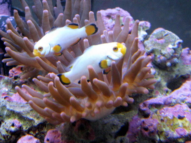 Ornamental marine fish culture getting shot in the fin with research ...