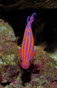 Red Candy Basslet is an even rarer color of the holy grail Liopropoma ...