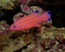Red Candy Basslet is an even rarer color of the holy grail Liopropoma ...