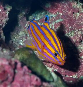 Red Candy Basslet is an even rarer color of the holy grail Liopropoma ...