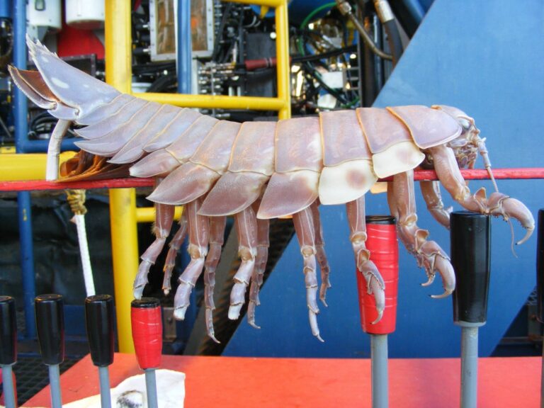 Shocking giant isopod rises from the abyss | Reef Builders | The Reef ...