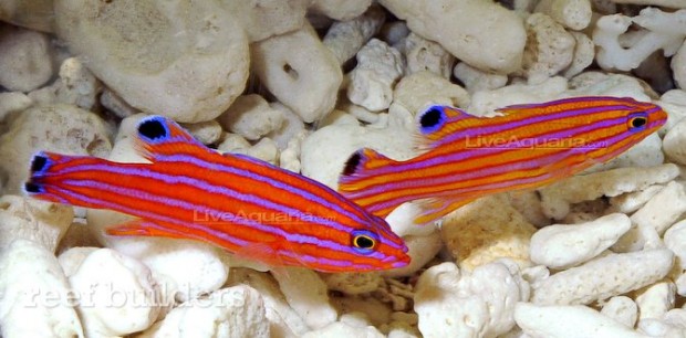 Red Candy Basslet is an even rarer color of the holy grail Liopropoma ...