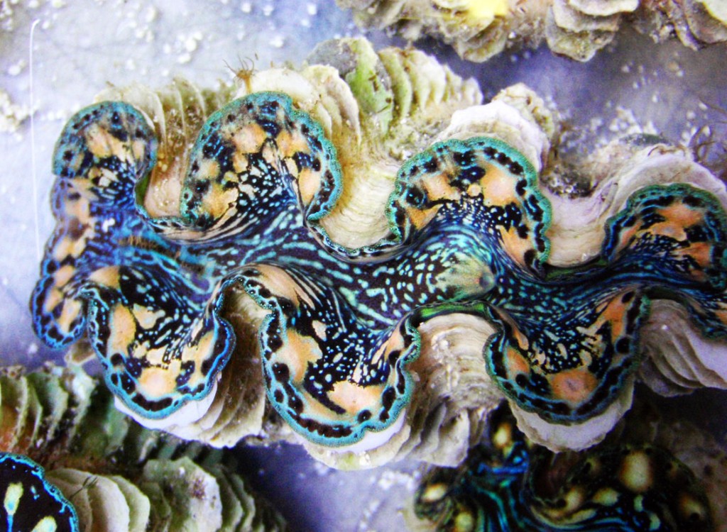 Amazing 2010 edition Maxea and Maxima clams arrive at Sea Dwelling ...