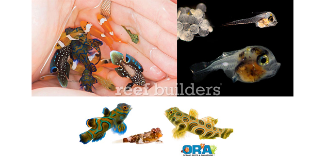 Will 2010 mark the marine hobby’s shift to captive breeding? | Reef ...